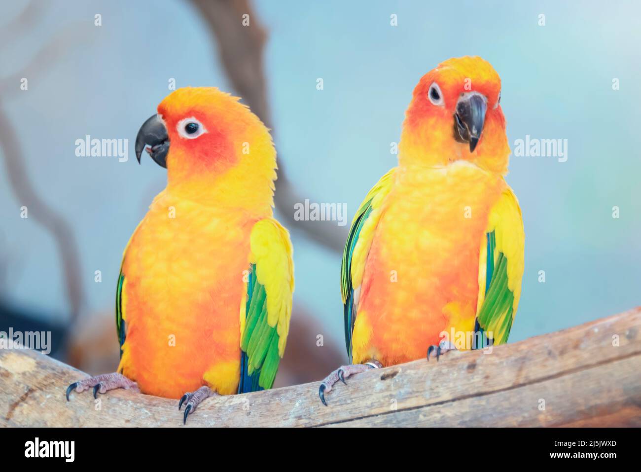 Parrot group hi-res stock photography and images - Alamy