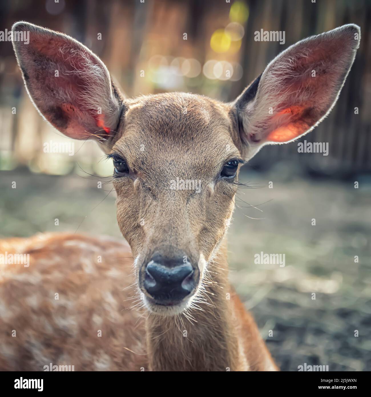 Portrait deer and antlers hi-res stock photography and images - Alamy