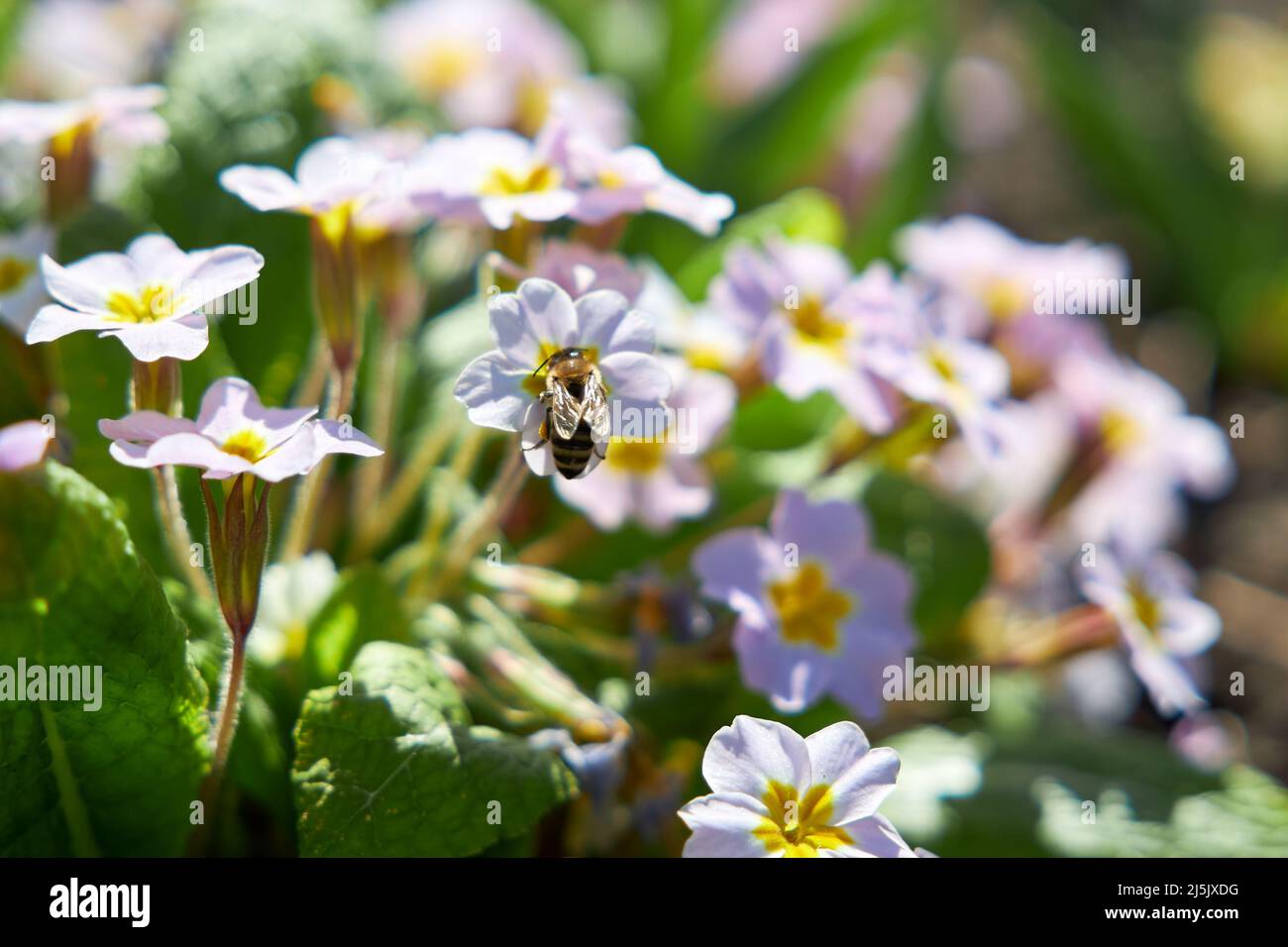 Do Bees Like Petunias