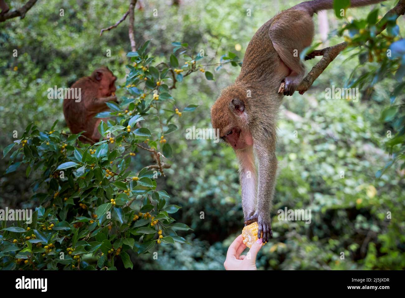 Monkey grabs by two hands corncob from human hands Stock Photo - Alamy