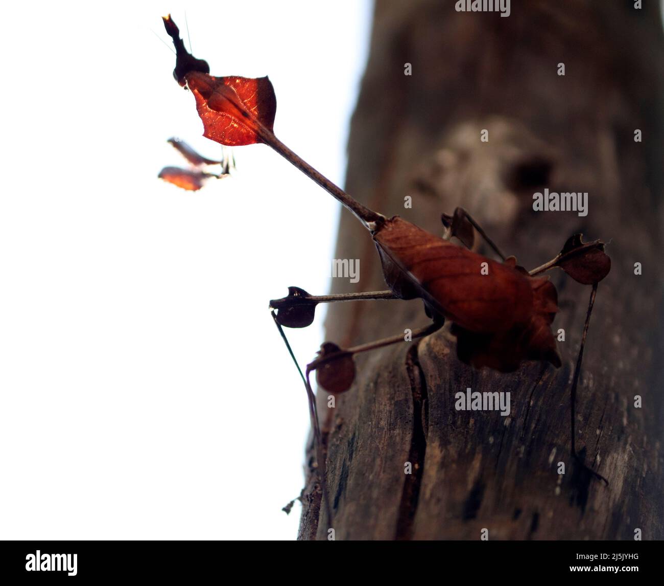 Phasmids Insects n the block. stick insects. with blur background Stock ...