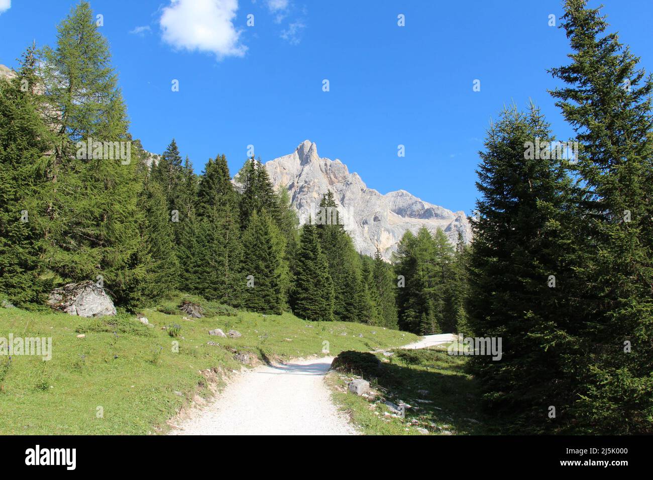 The view of a country road between fir trees with mountains on ...