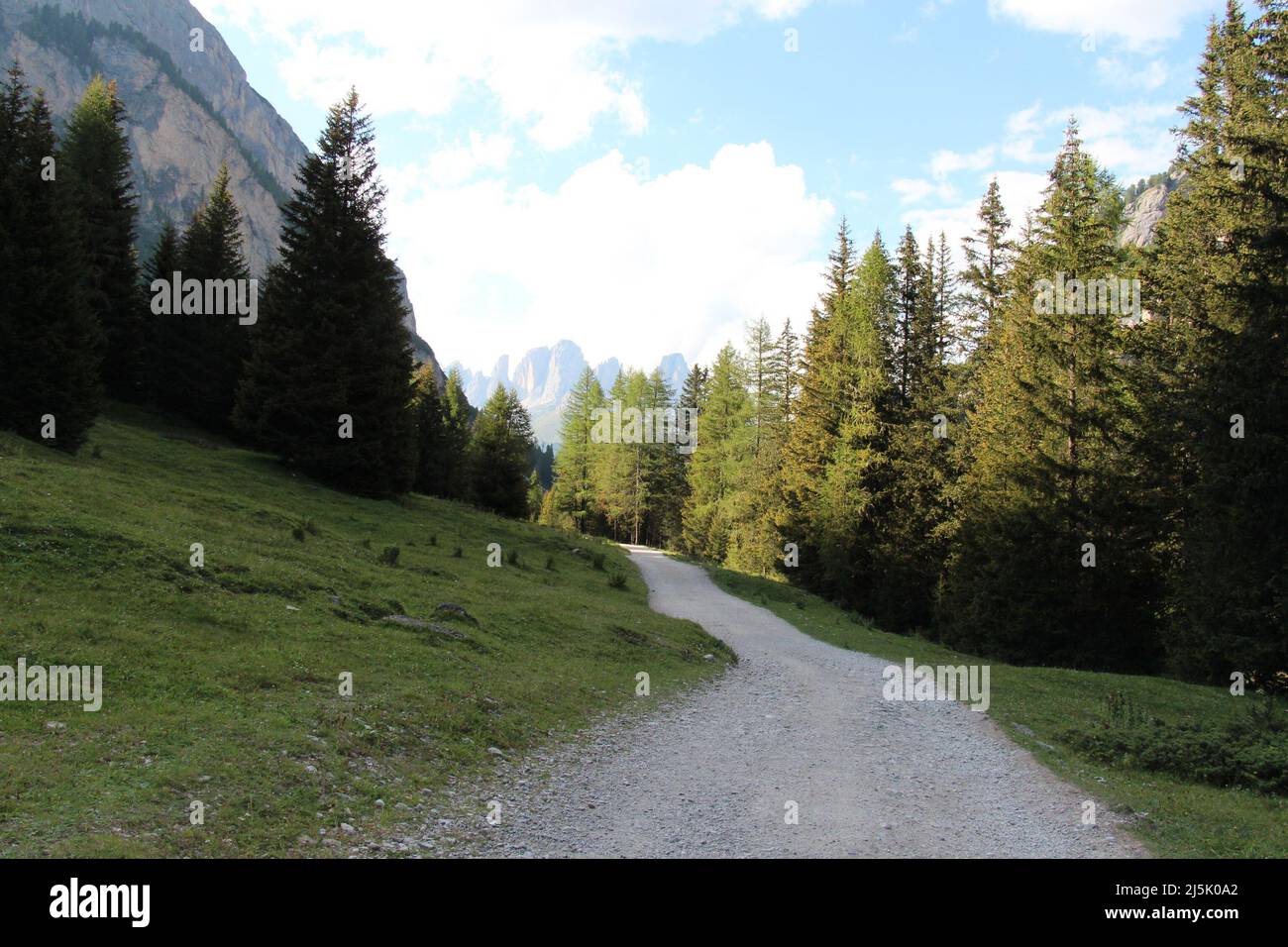 The view of a country road between fir trees with mountains on ...