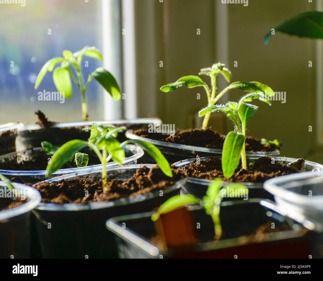 the first green seedlings on the windowsill of the house, the concept ...
