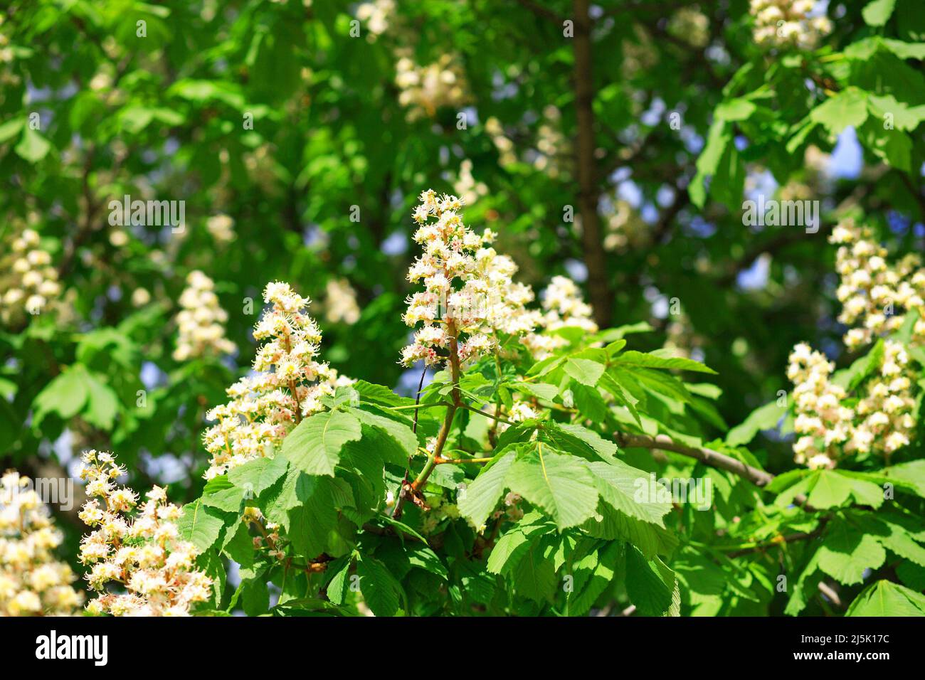 chestnut at spring on leaf background Stock Photo - Alamy