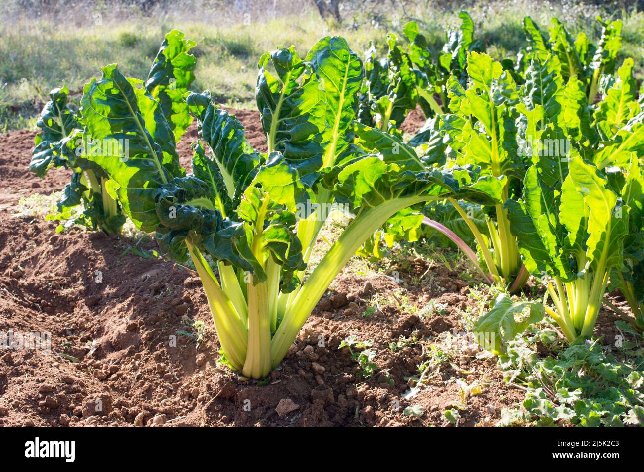 Organic cultivation of chard plants, Beta vulgaris, Mediterranean ...