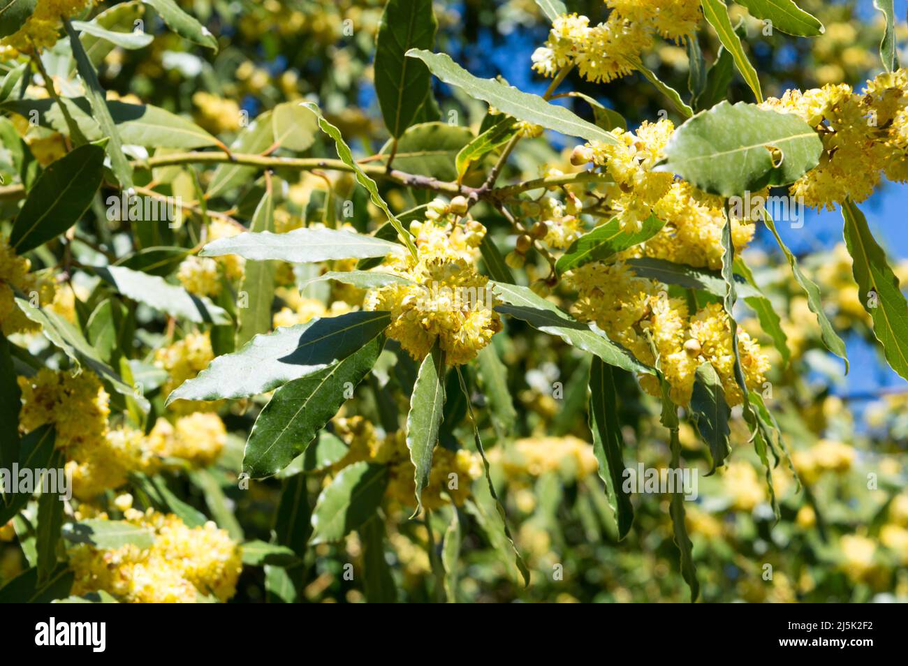 Mediterranean plant, Laurel tree, Laurus nobilis, in bloom covered with ...