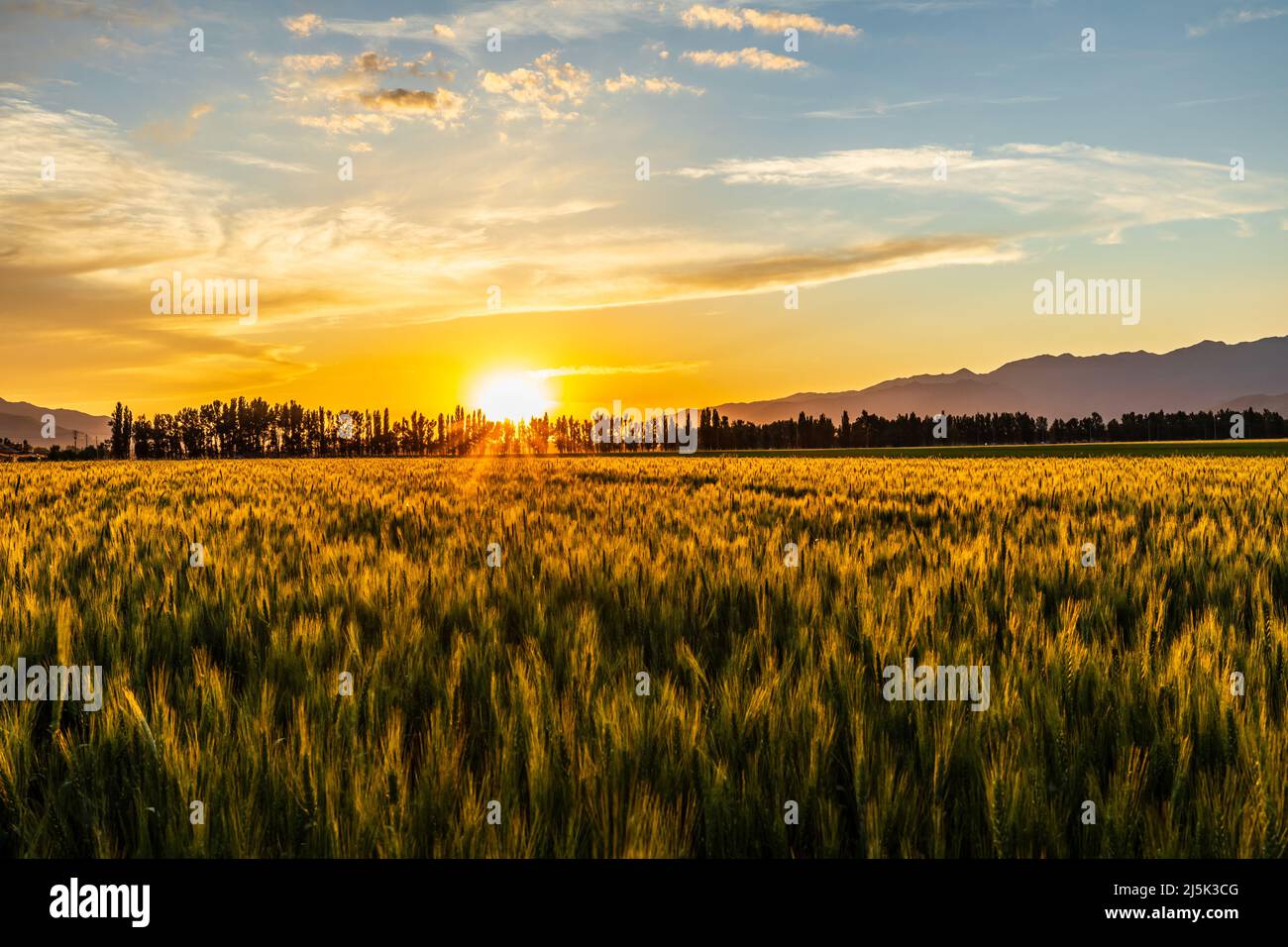 Farm wheat field natural landscape at sunset in Xinjiang, China Stock ...