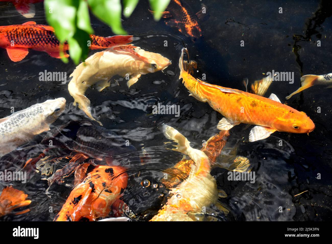 Brightly colored koi fish swimming around in a pond just below the ...