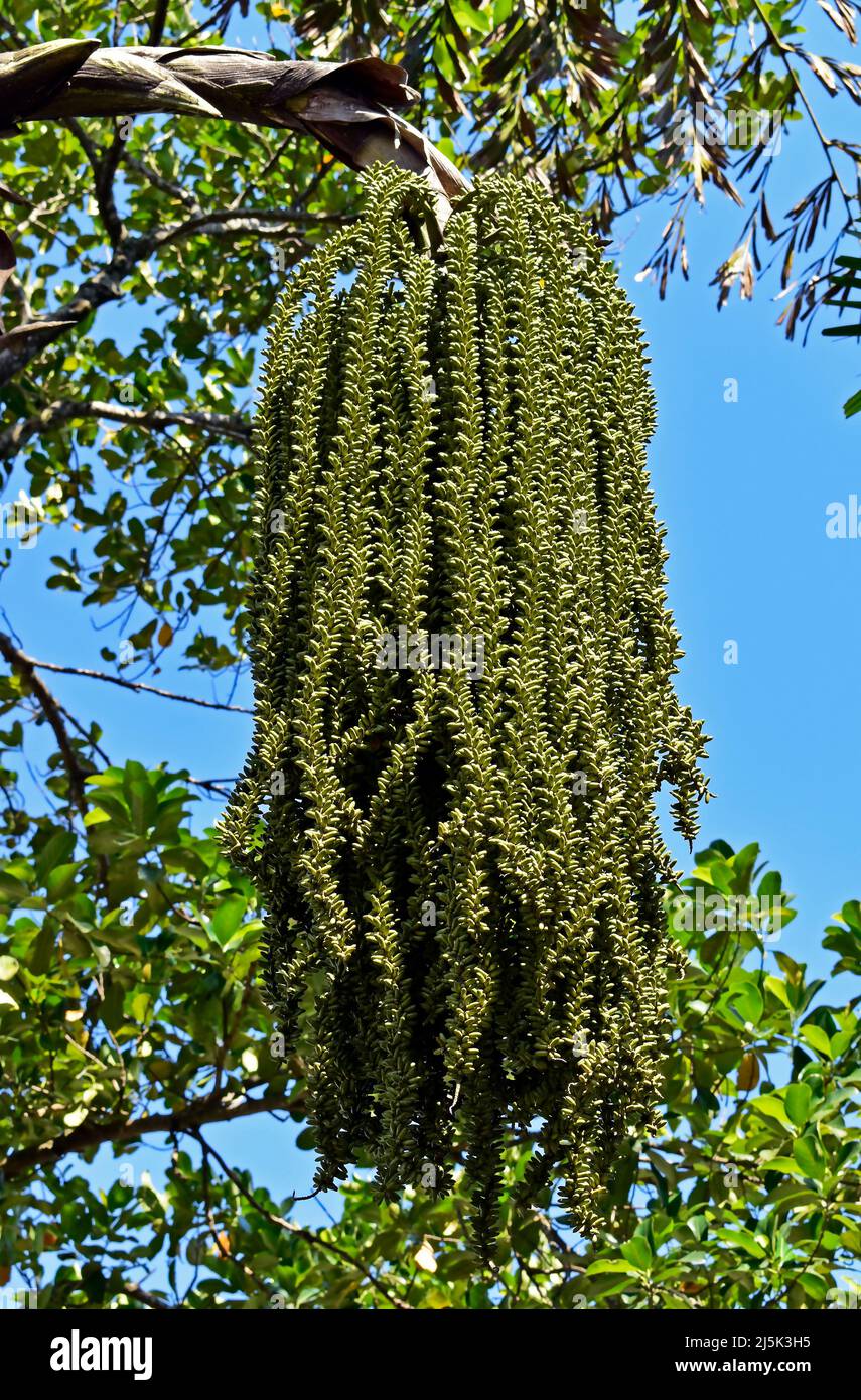 Palm tree inflorescence (Caryota urens Stock Photo - Alamy