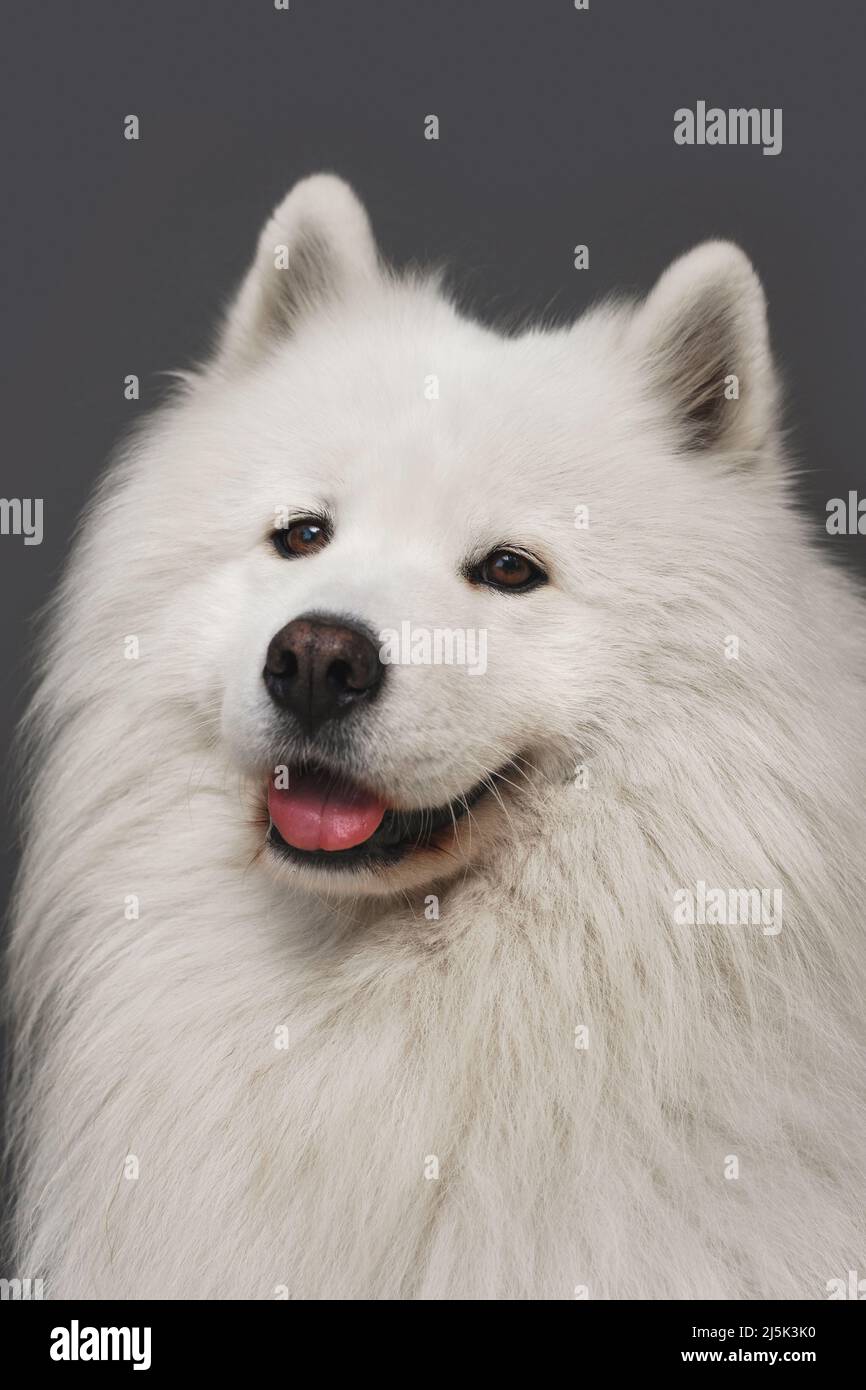 Closeup portrait of beautiful Samoyed dog with white fur Stock Photo ...