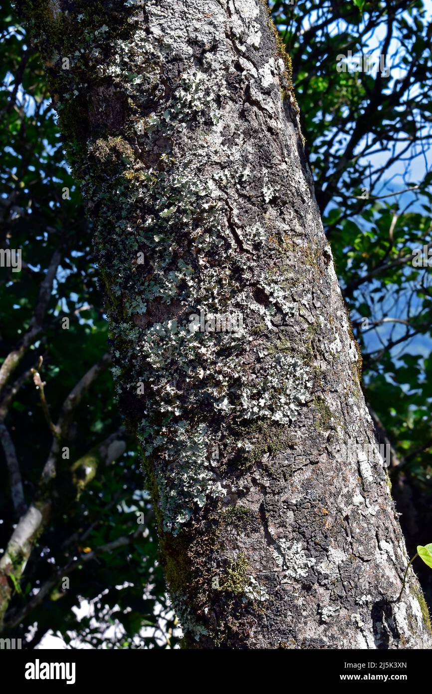 Tree trunk with lichen in the tropical rainforest, Rio Stock Photo - Alamy