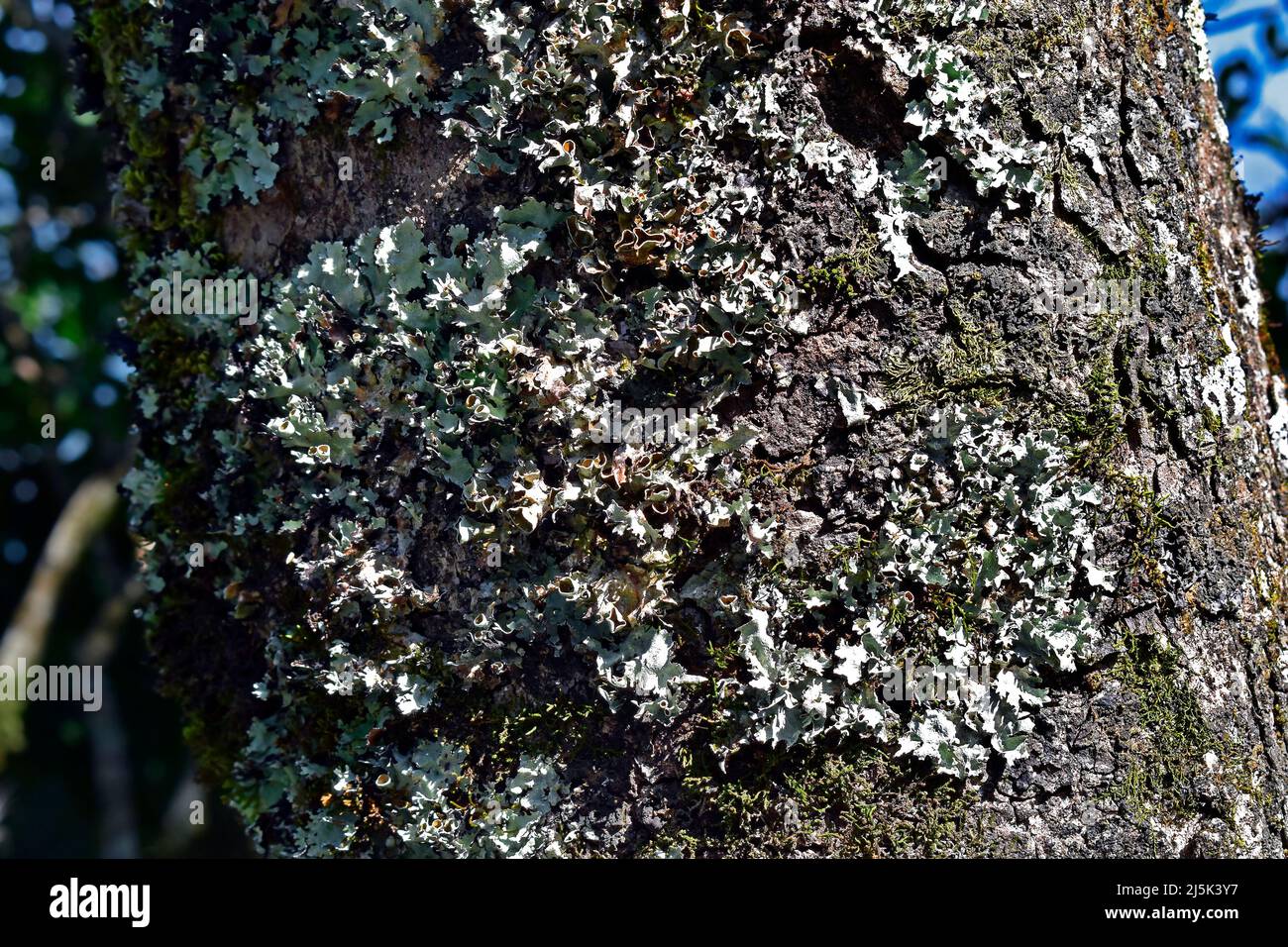 Tree trunk with lichen (detail) in the tropical rainforest, Rio Stock ...