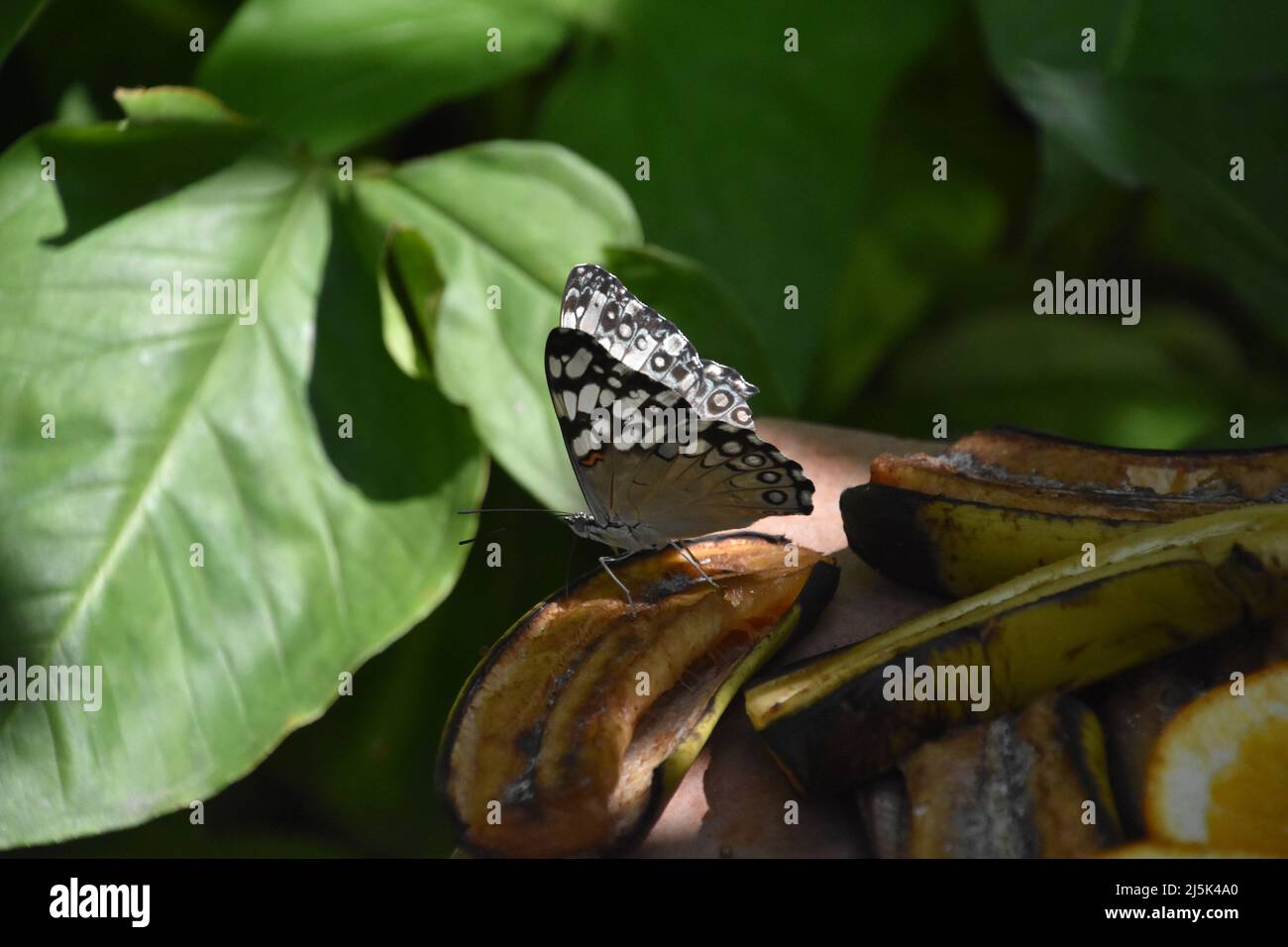 Fantastic gray and white winged butterfly on old fruit Stock Photo - Alamy
