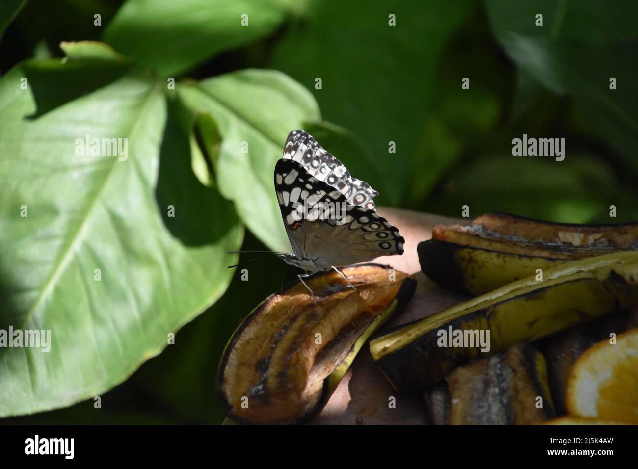 White and gray winged butterfly on rotting fruit in Aruba Stock Photo ...