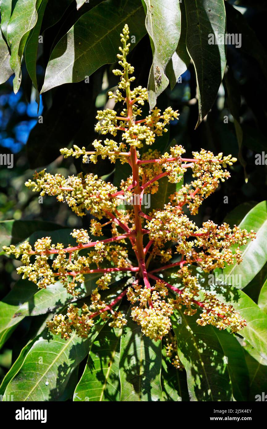 Mango tree flowers, Rio de Janeiro Stock Photo - Alamy