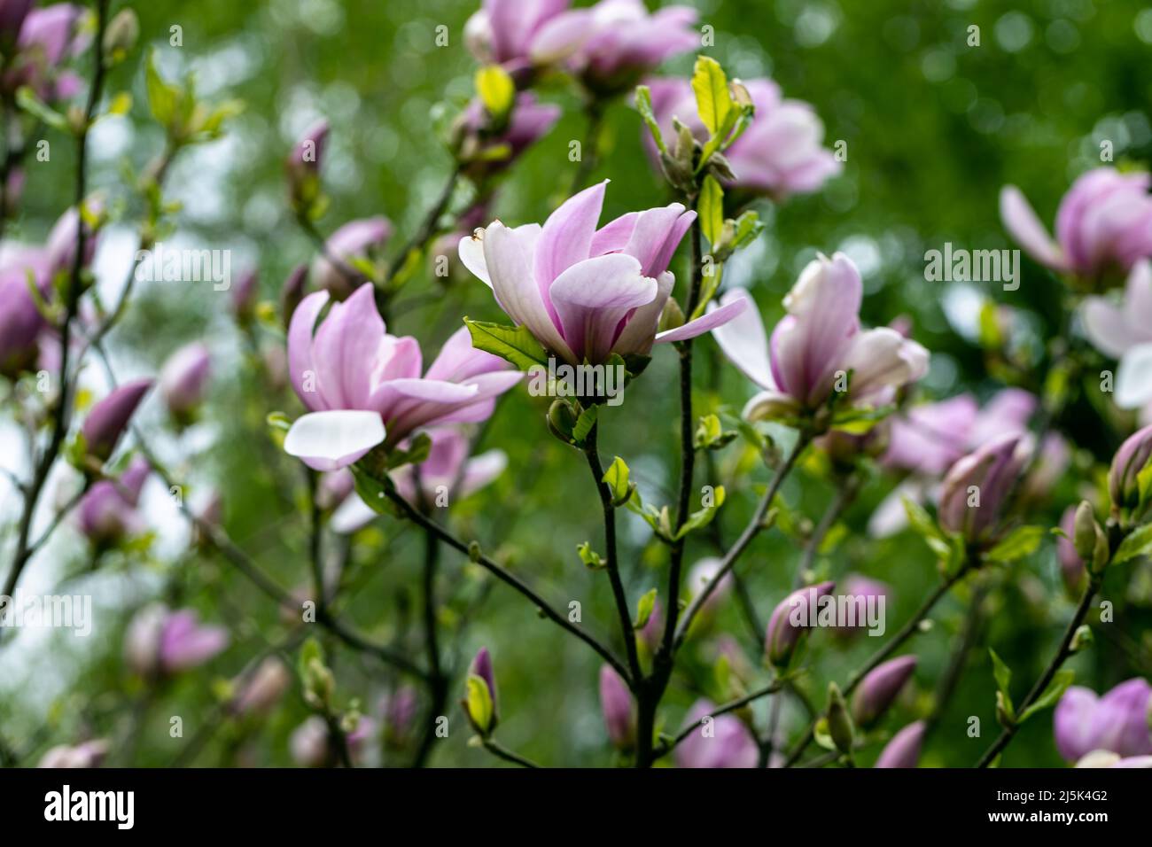 Magnolia purple pink flowers in early spring Stock Photo - Alamy