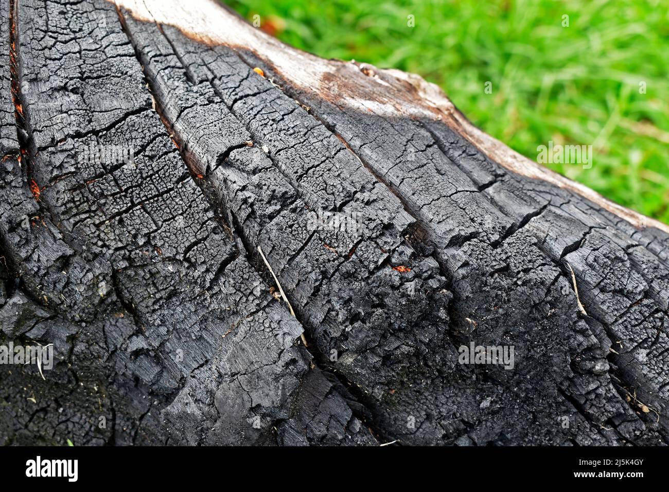 Burnt tree hi-res stock photography and images - Alamy