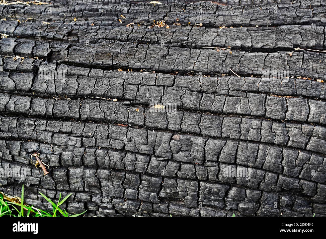 Burnt tree trunk texture background Stock Photo - Alamy