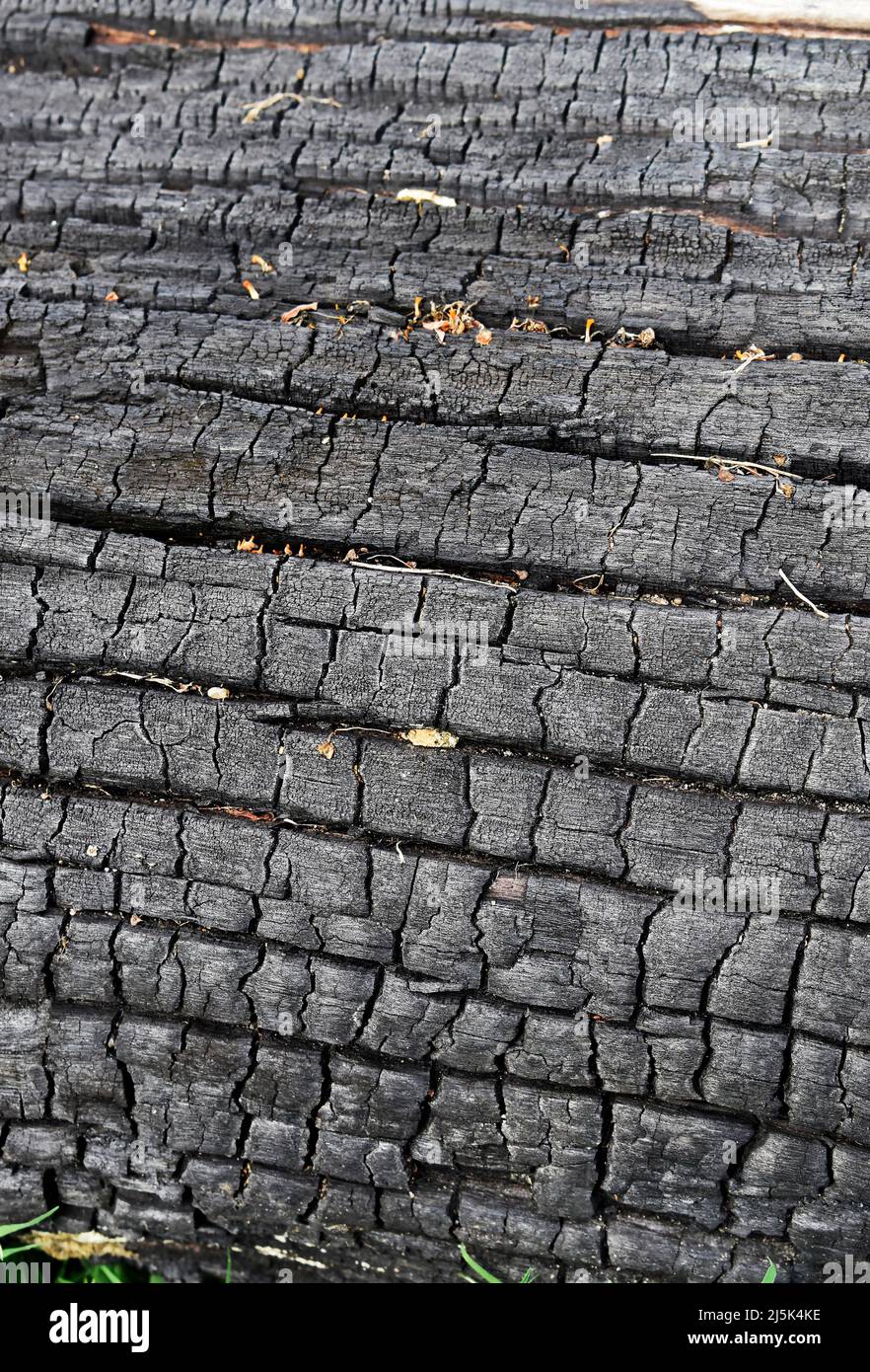 Burnt tree hi-res stock photography and images - Alamy