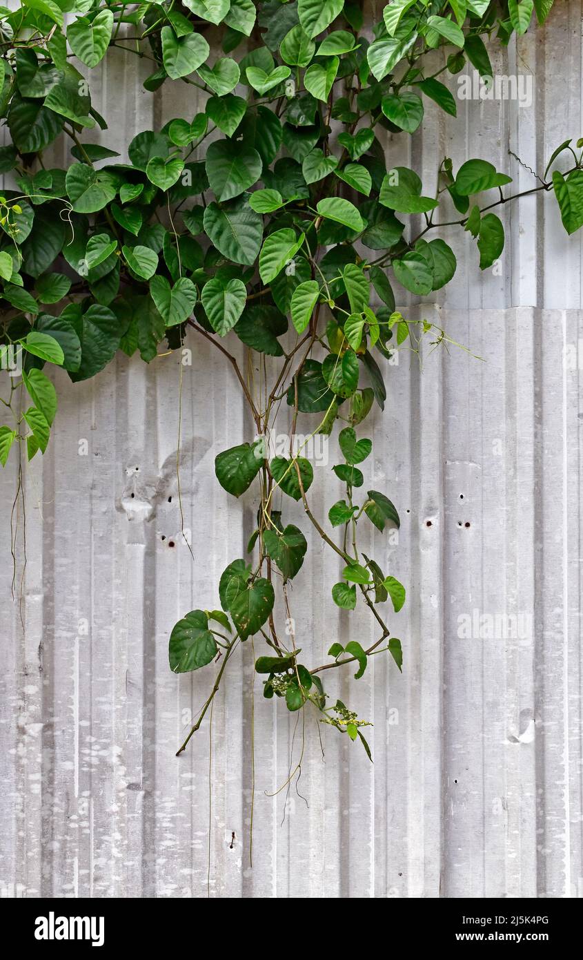 Surface plant hi-res stock photography and images - Alamy