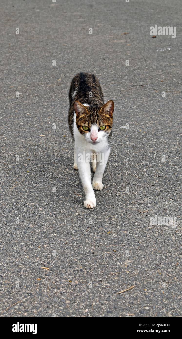Cat walking the street hi-res stock photography and images - Alamy