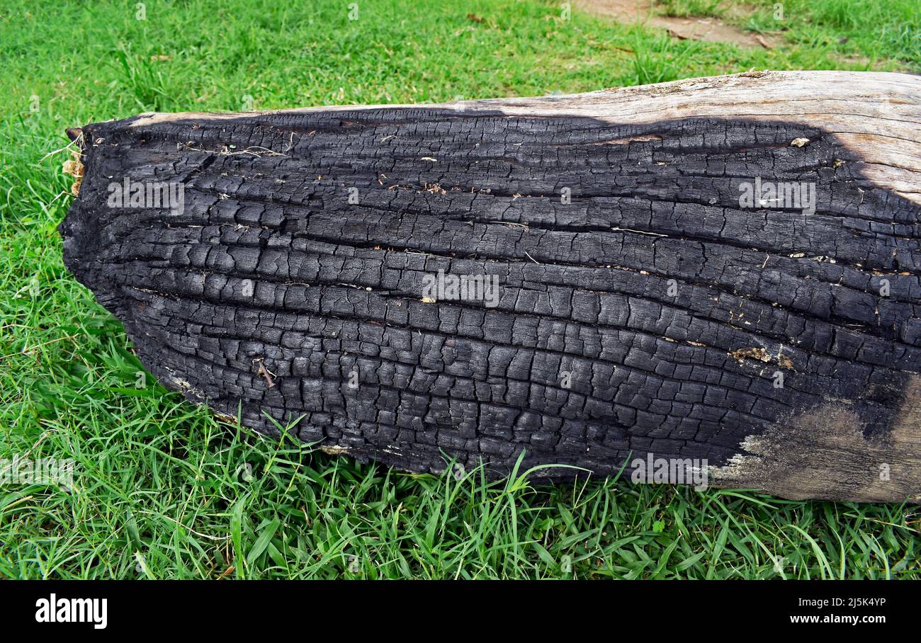Burnt tree hi-res stock photography and images - Alamy