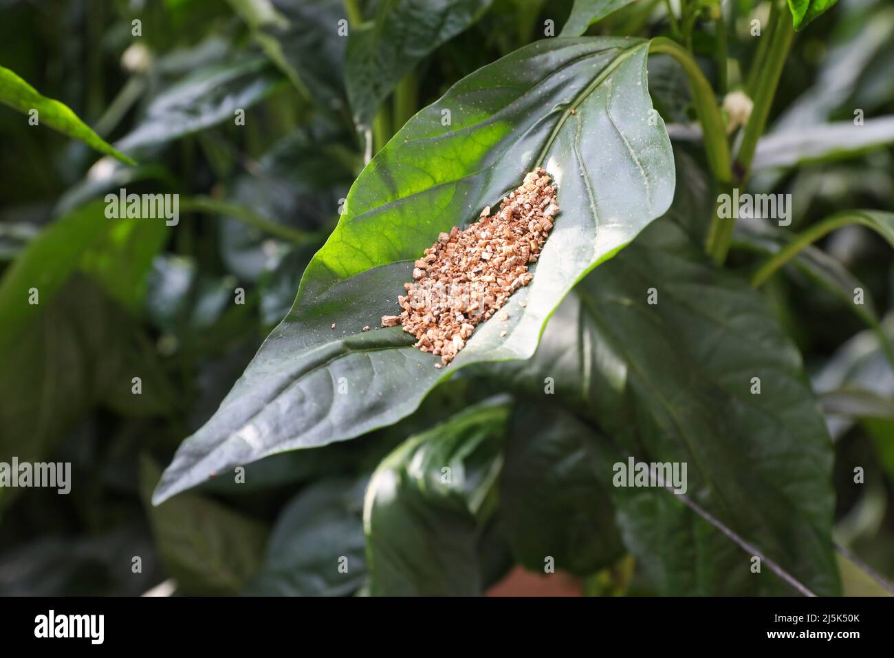 Biological pesticide in agriculture by using tiny insects. Integrated ...
