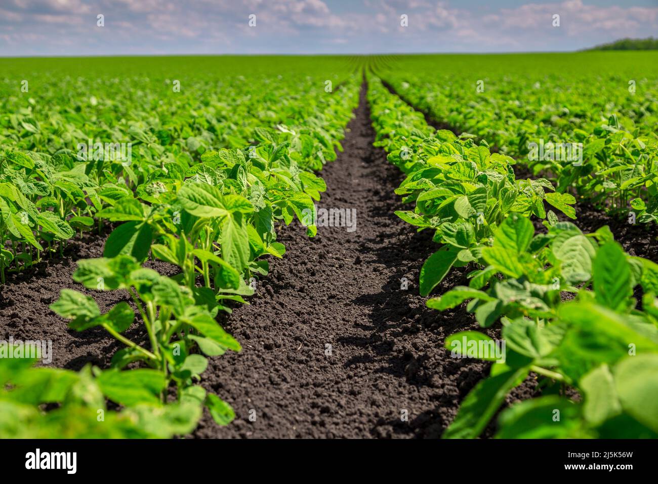 Soybean field ripening at spring season, agricultural landscape Stock ...