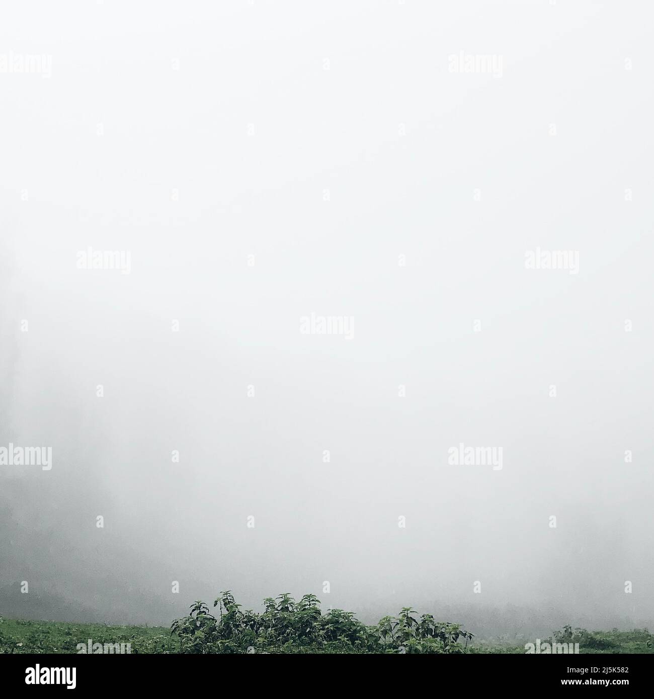 Green forest lawn, meadow, field in a thick white fog, Plants, herbs ...