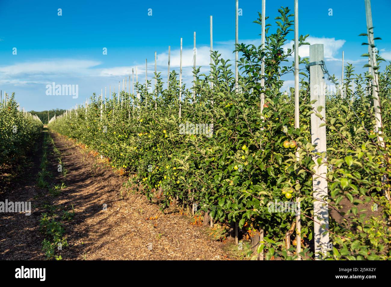 Apple tree seedlings in the nursery on drip irrigation Stock Photo - Alamy