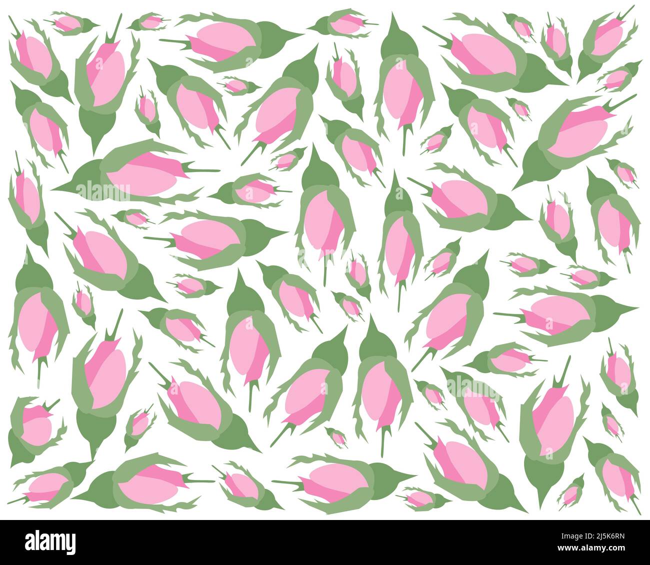 Beautiful Flower, Illustration of A Beautiful Pink Damask Roses ...