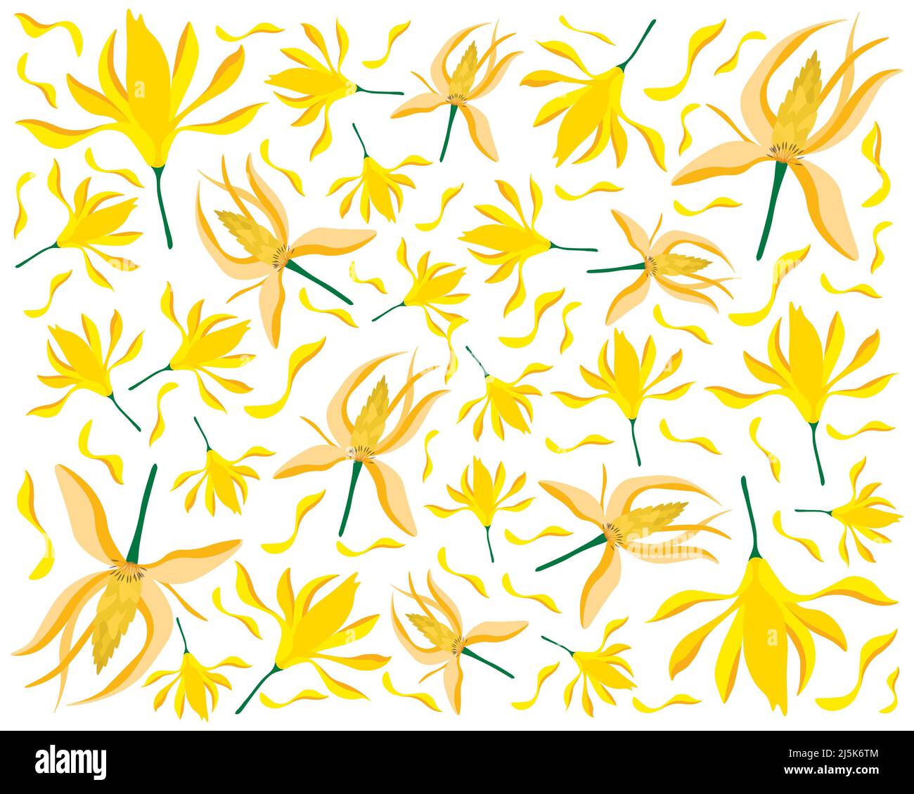 Beautiful Flower, Illustration Background of Yellow Champaka or ...