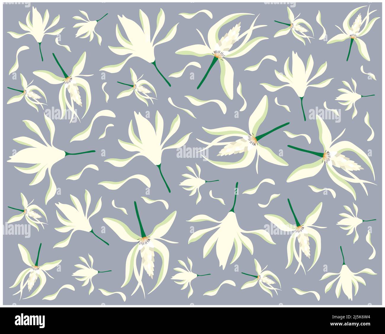 Beautiful Flower, Illustration Background of White Michelia Alba or ...