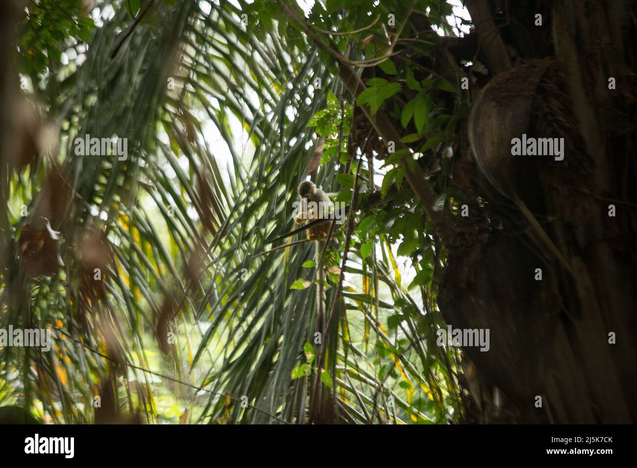 Common squirel monkey in a palm tree Stock Photo - Alamy