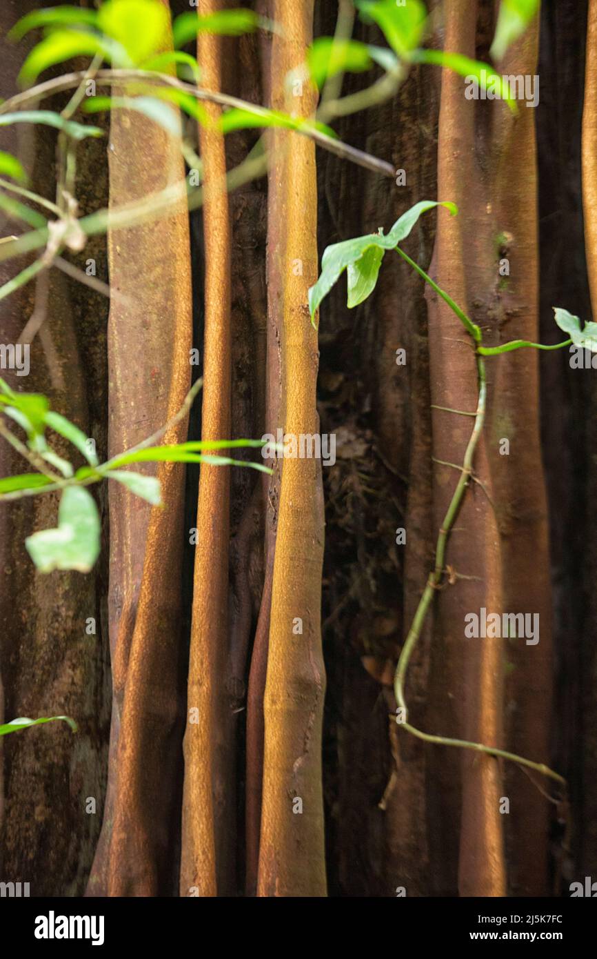 Kapok tree hi-res stock photography and images - Alamy