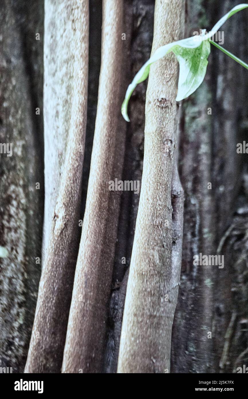 Buttress roots of the Ceiba pentandra (Kapok tree) in the tropical ...