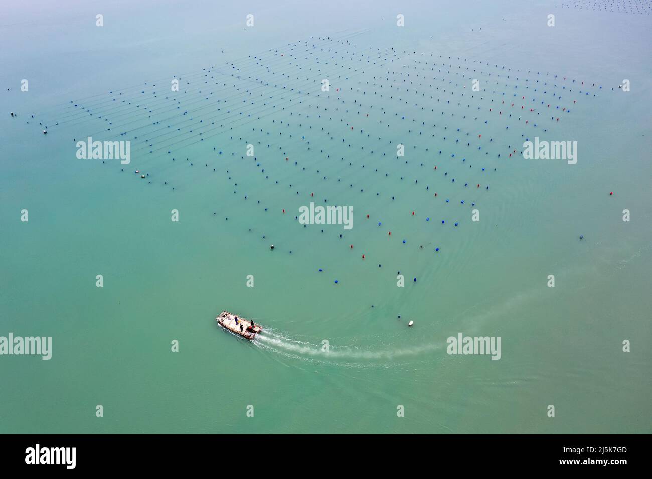 FUQING, CHINA - APRIL 23, 2022 - Breeding boats shuttle in the sea ...