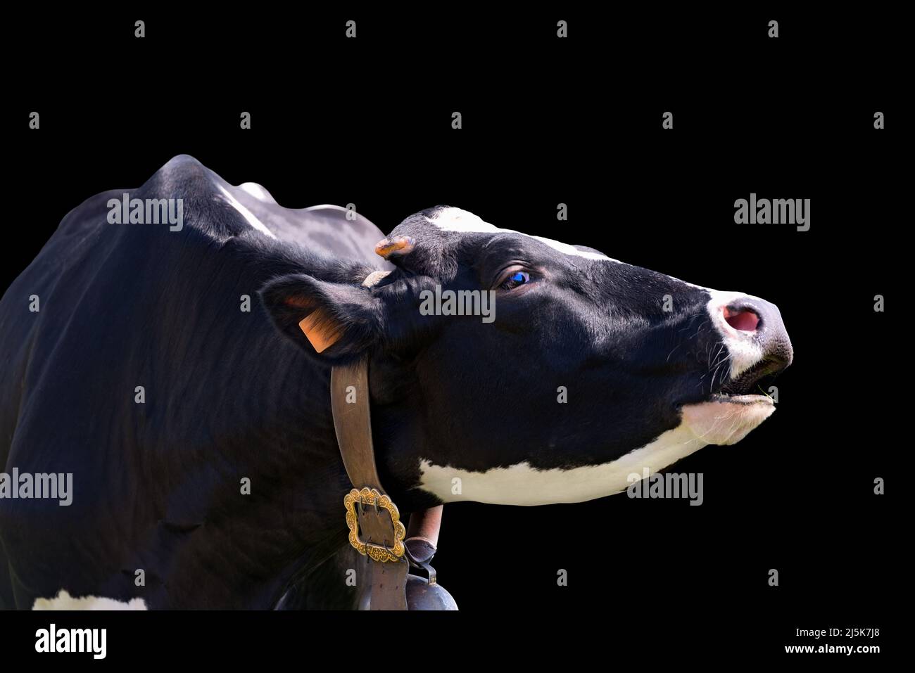 Closeup of a black and white head of a cow bellowing (heifer) with ...
