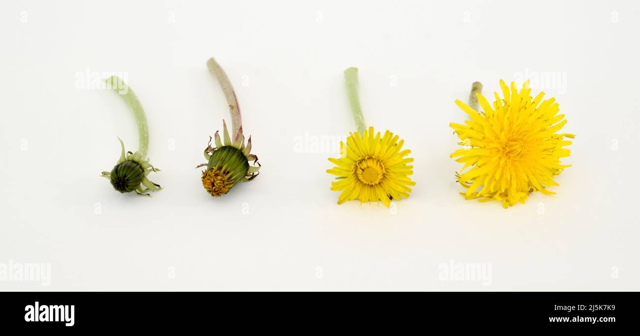 phases of growth of a dandelion herb flower pictured in studio on white ...