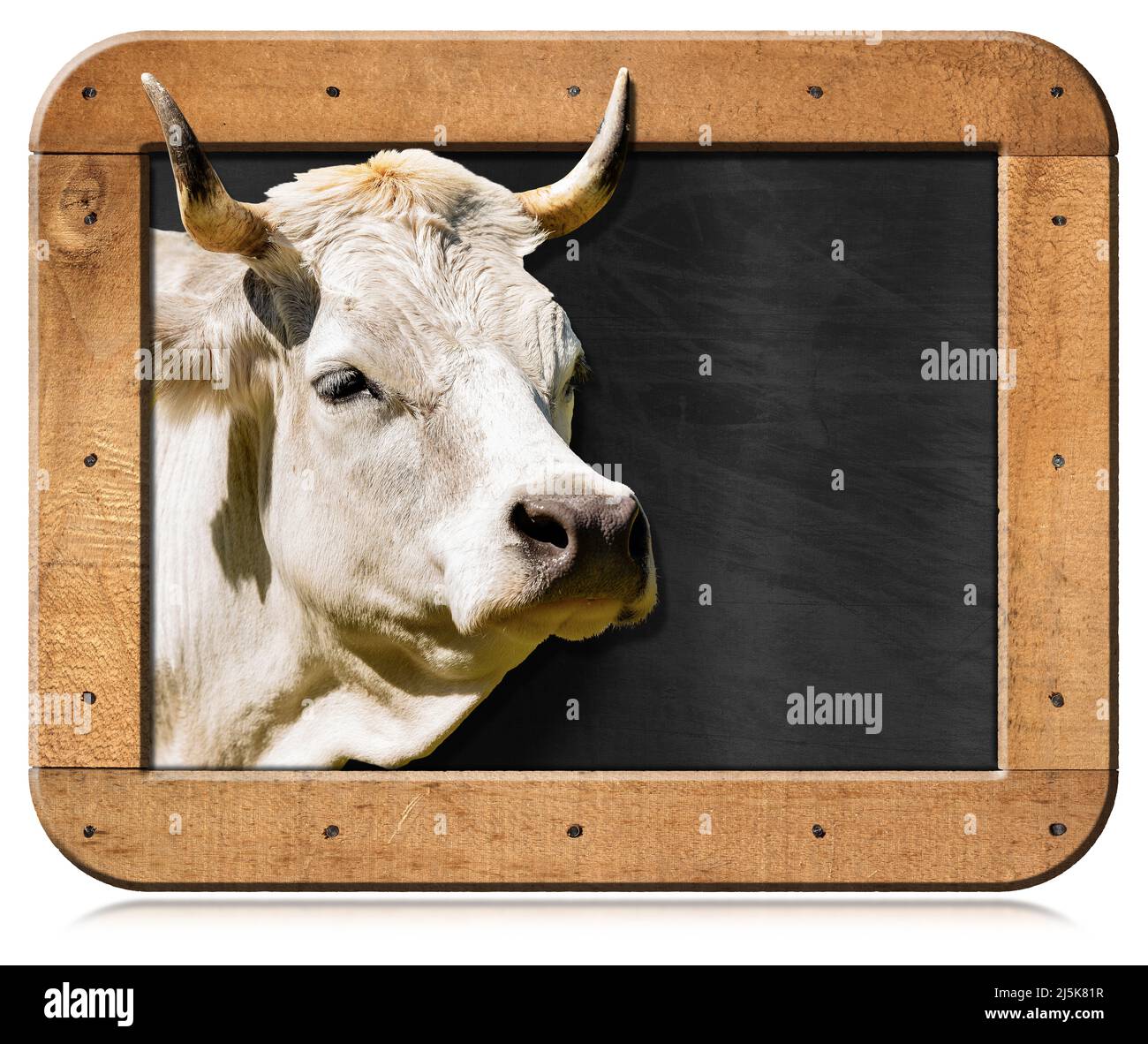 Blackboard with wooden rectangular frame and a head of a white cow ...