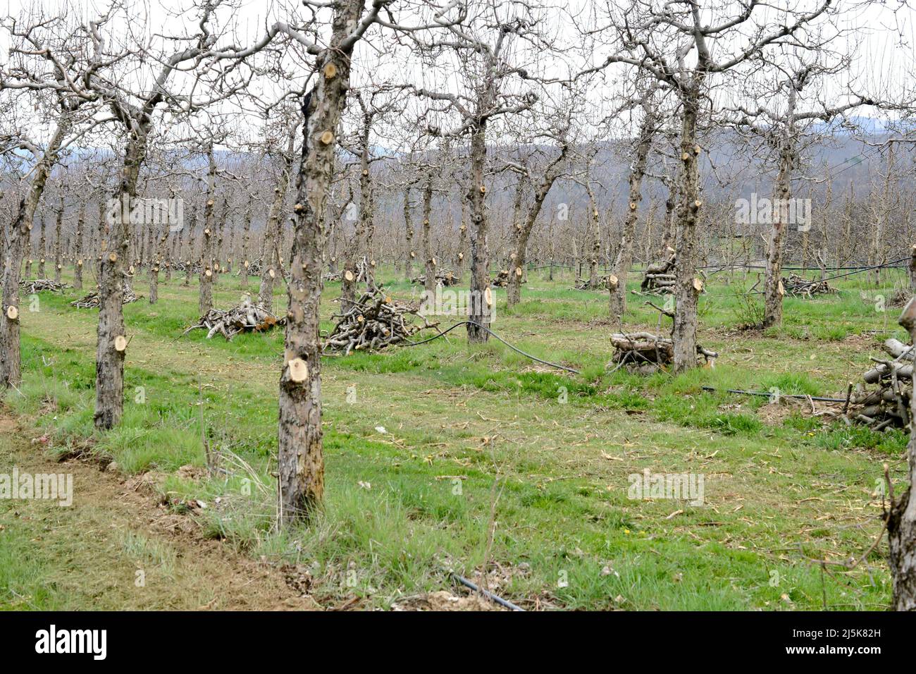 Pruning old apple tree hi-res stock photography and images - Alamy