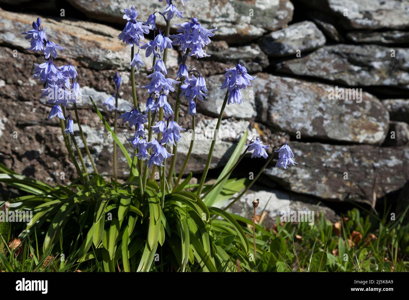 Bluebell spring hi-res stock photography and images - Alamy