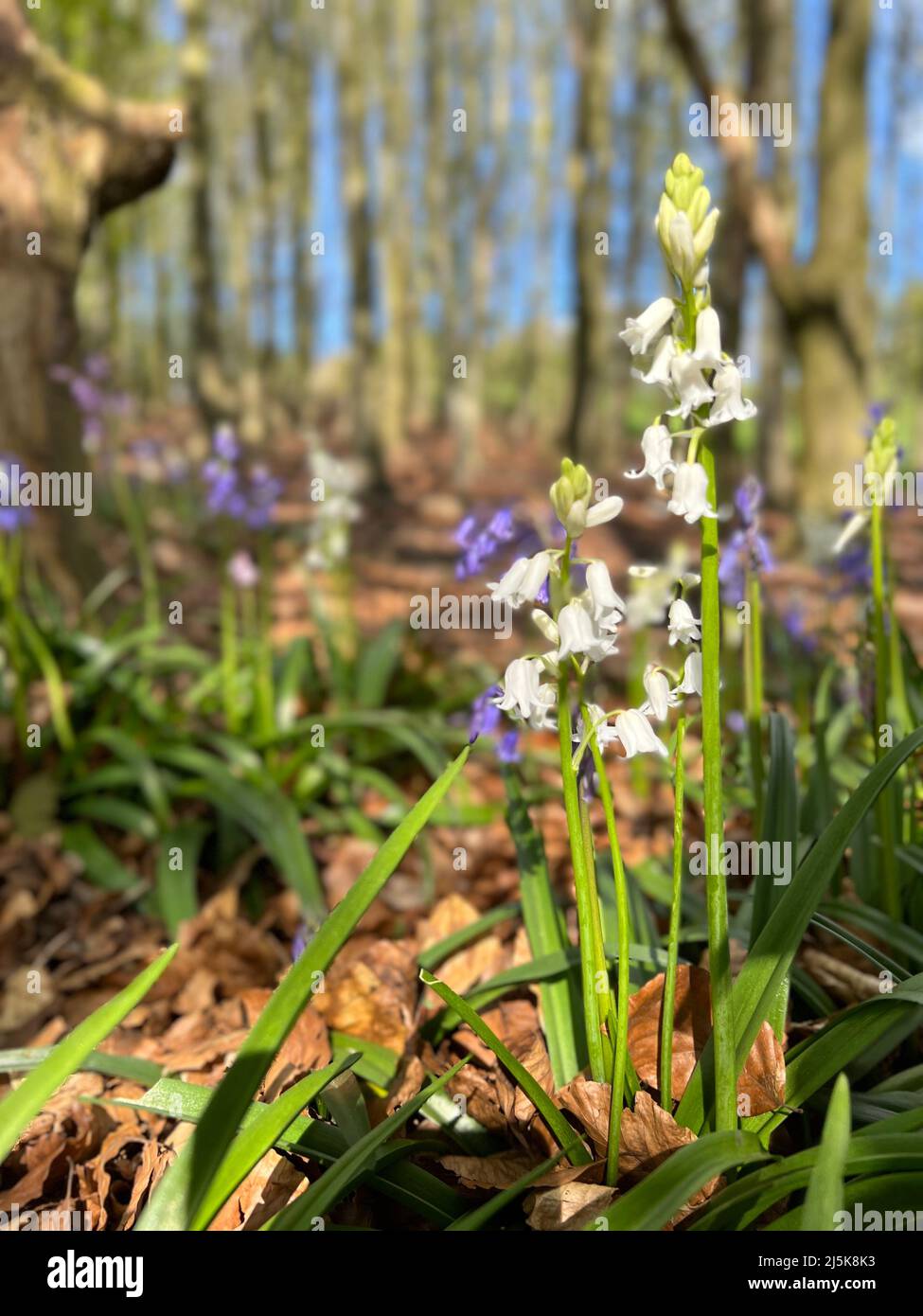 Bluebell Flowers in Woodland Stock Photo - Alamy