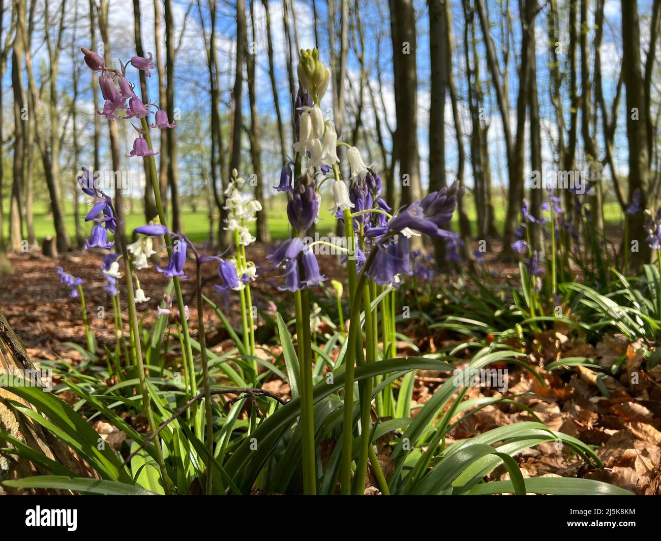 Bluebell Flowers in Woodland Stock Photo - Alamy