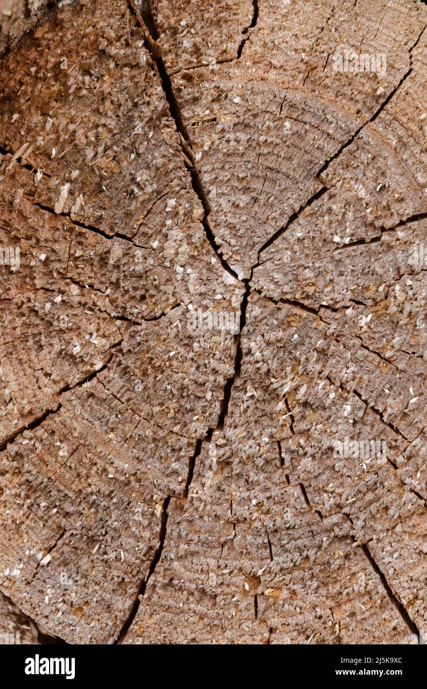 Cross-section of a felled tree with fine details, abstract natural ...