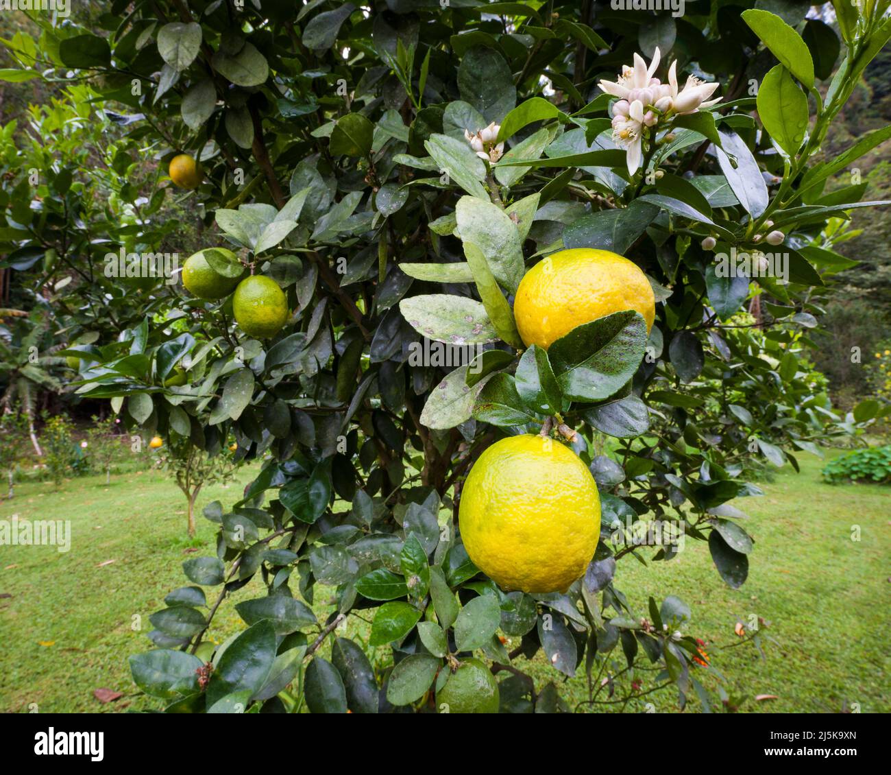 Lemon fruits in a fruit garden near Cerro Punta in the Chiriqui ...