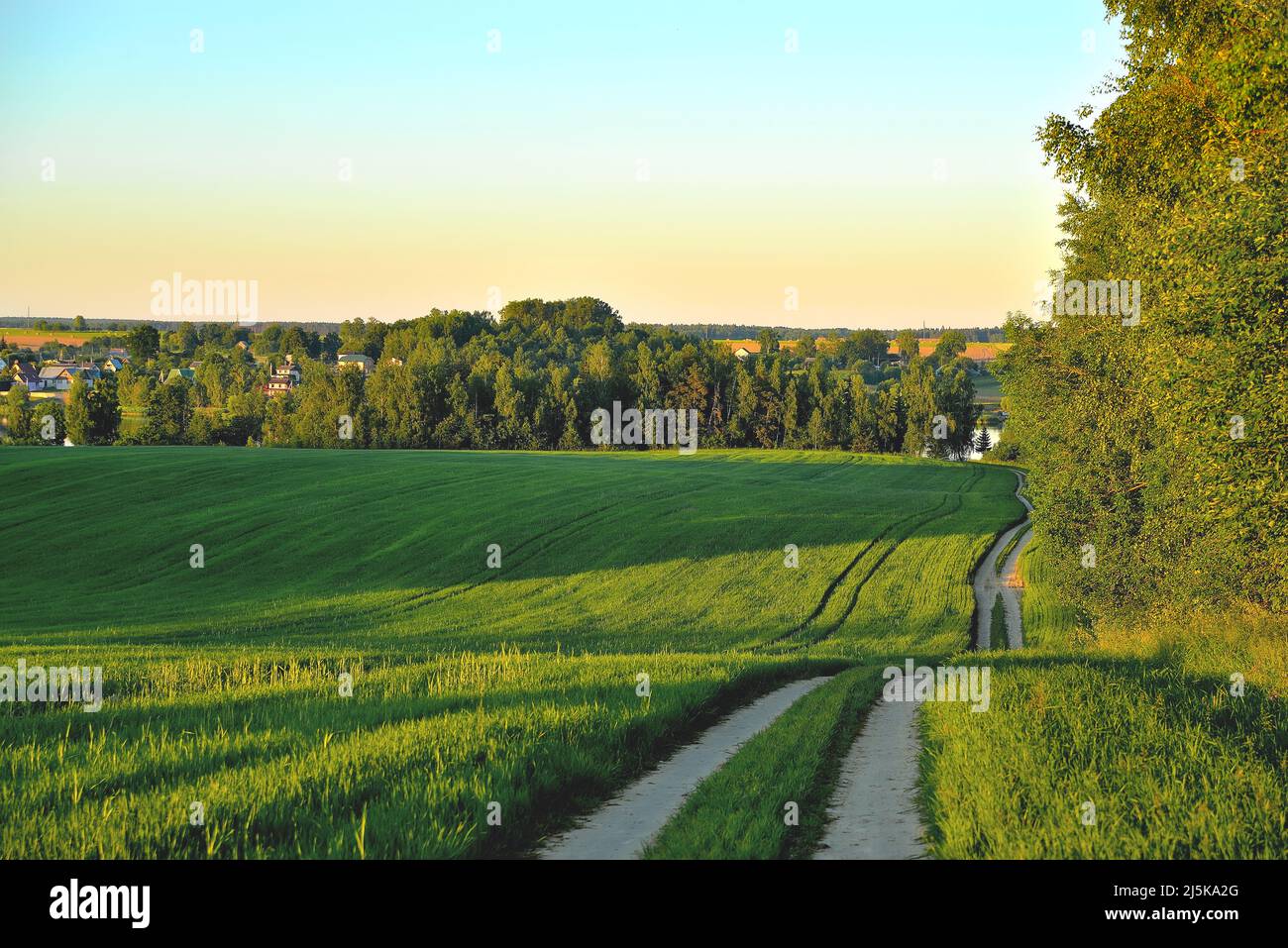green wheat field, lake and village in the distance, idyllic summer ...