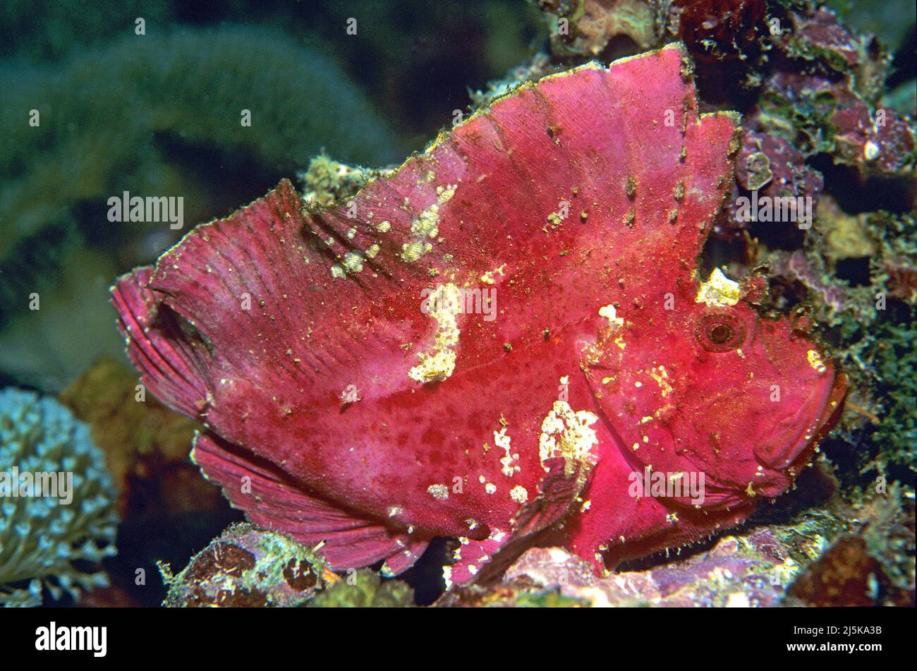 Paper fish, Leaf fish or Leaf scorpionfish (Taenianotus triacanthus ...