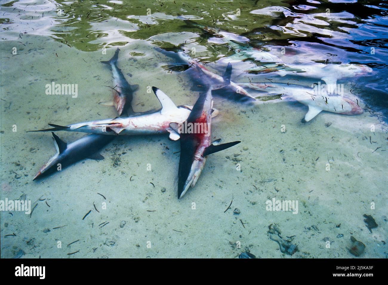 Dead catched sharks in the lagoon of a home island, Silky Shark ...